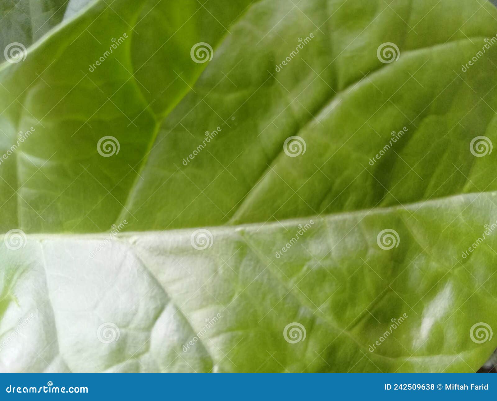Macro Photo of Jasmine Leaves Stock Photo - Image of jasmine, shrub ...