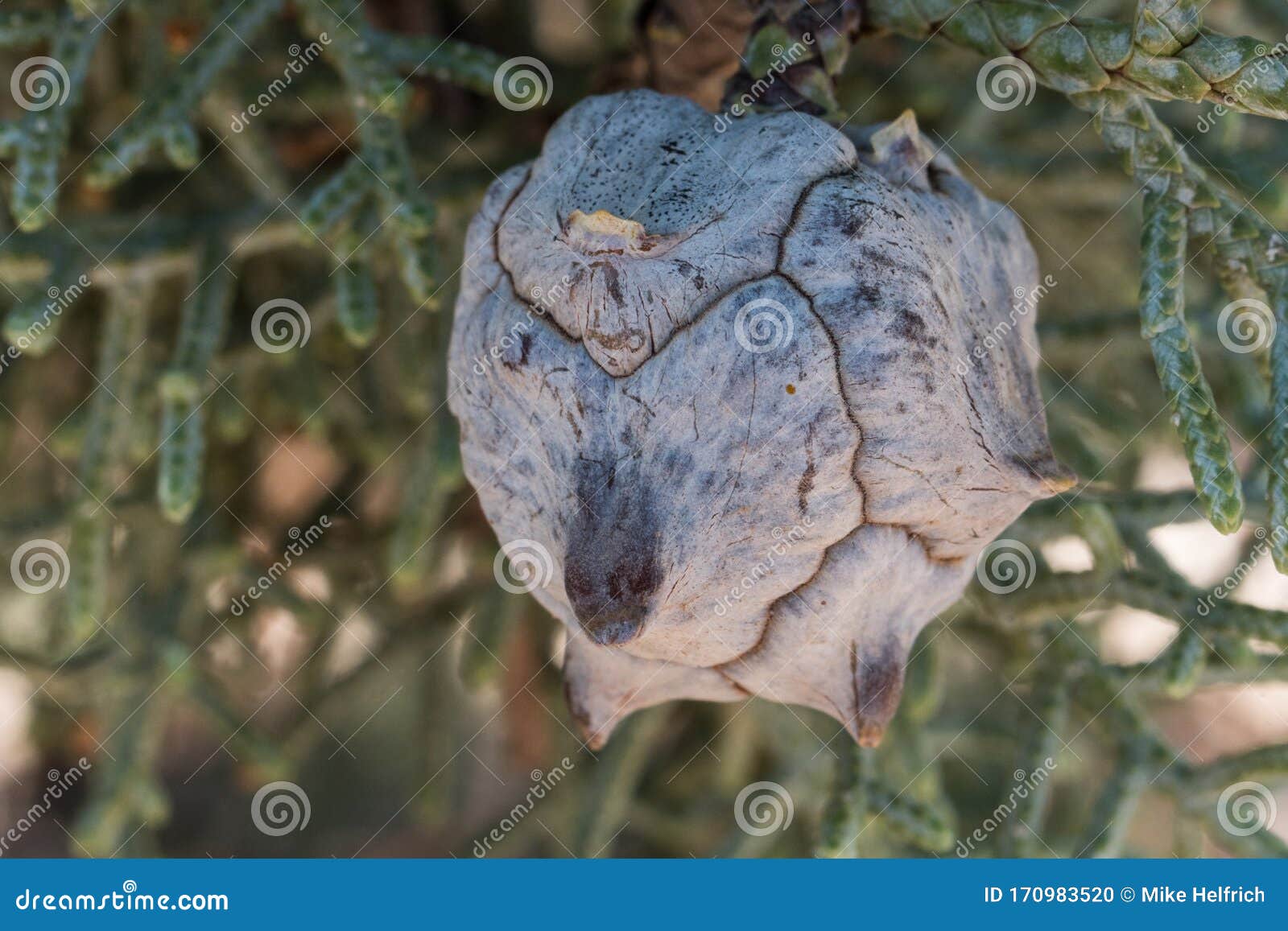 A Macro Photo of the Juniper Berry`s Design. Stock Photo - Image of ...