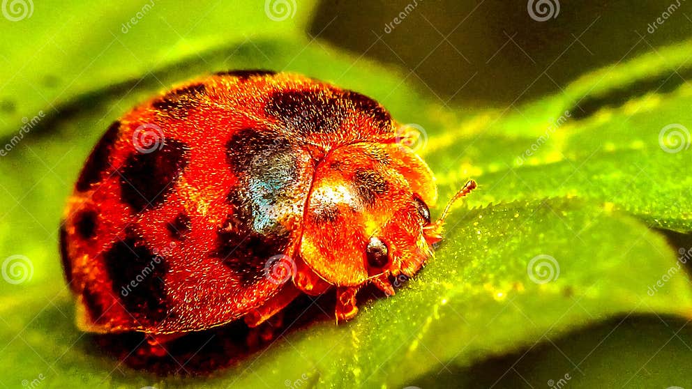 Macro Photo of Ladybug Beetle Add on June 10 2024 Stock Photo - Image ...