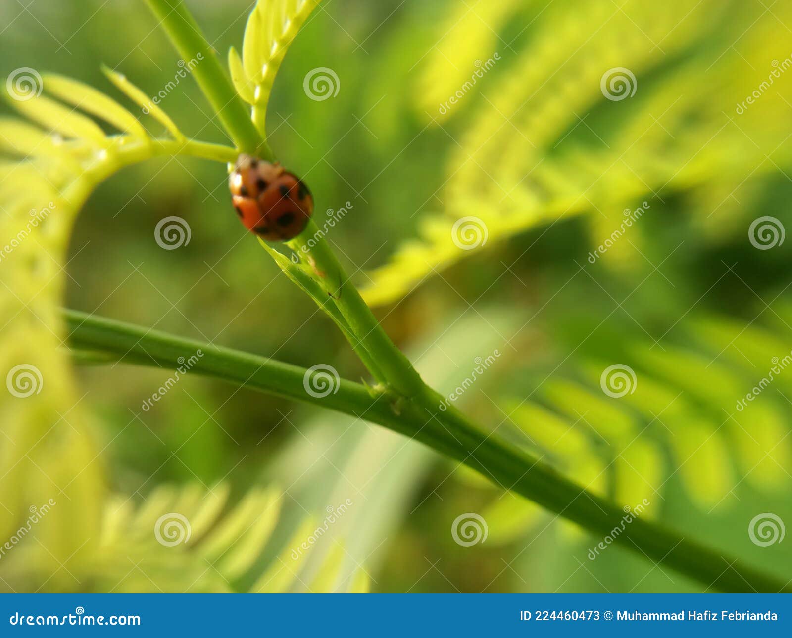 Macro Photo of Ladybug Beetle Stock Image - Image of wildflower, tree ...