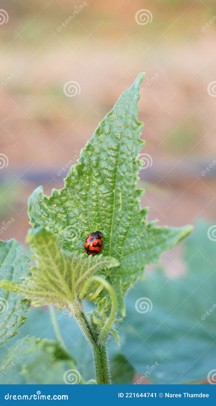Macro Photo of Ladybug in the Green Grass. Background Leaf, Bugs and ...