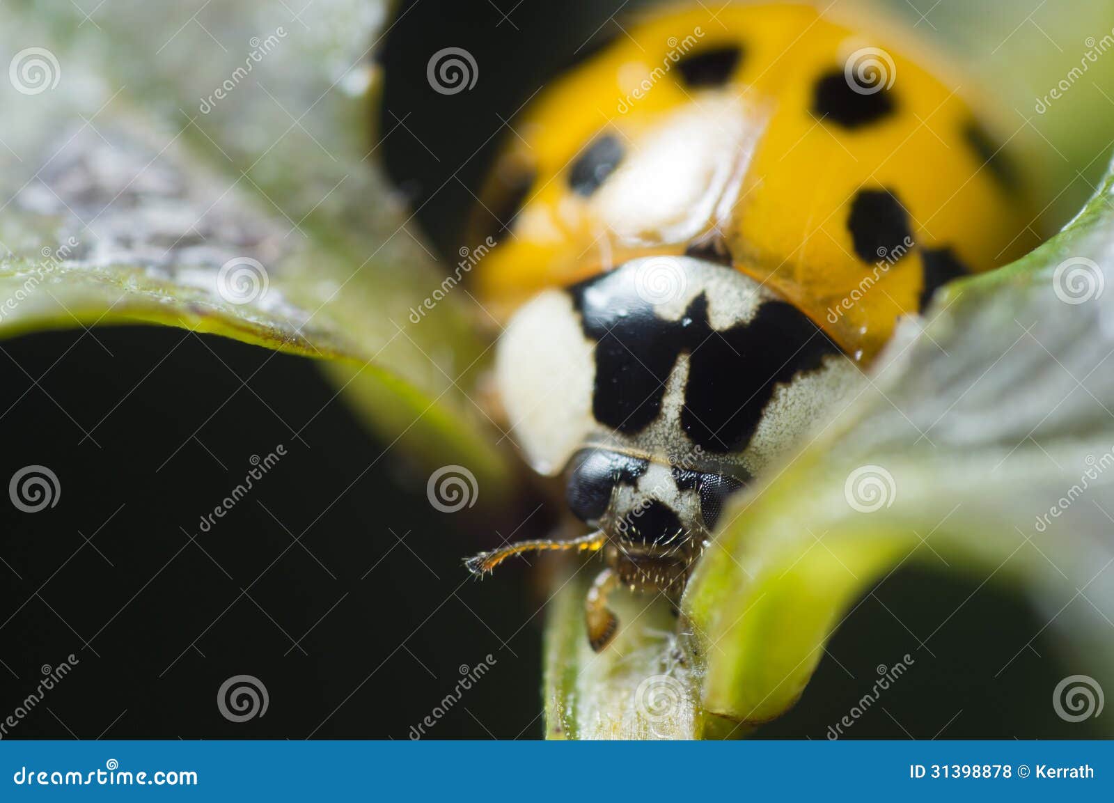 Macro Photo of Ladybug stock photo. Image of beetle, black - 31398878
