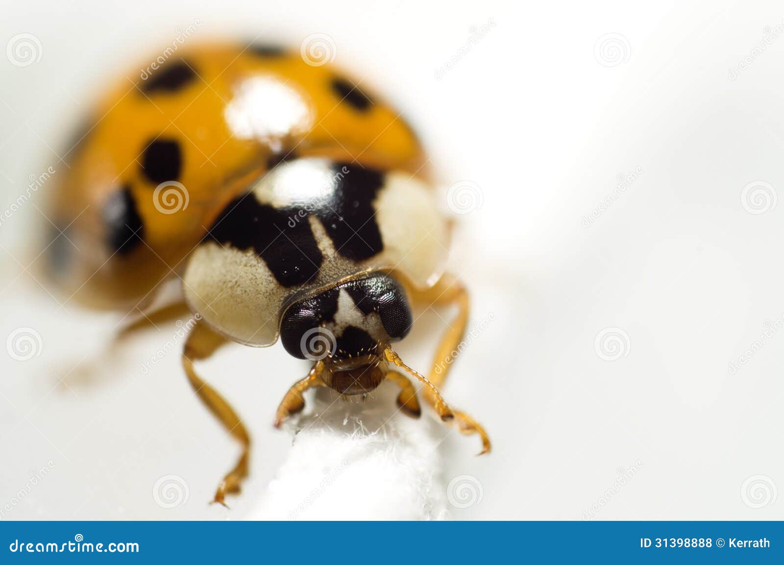 Macro Photo of Ladybug stock photo. Image of antennae - 31398888