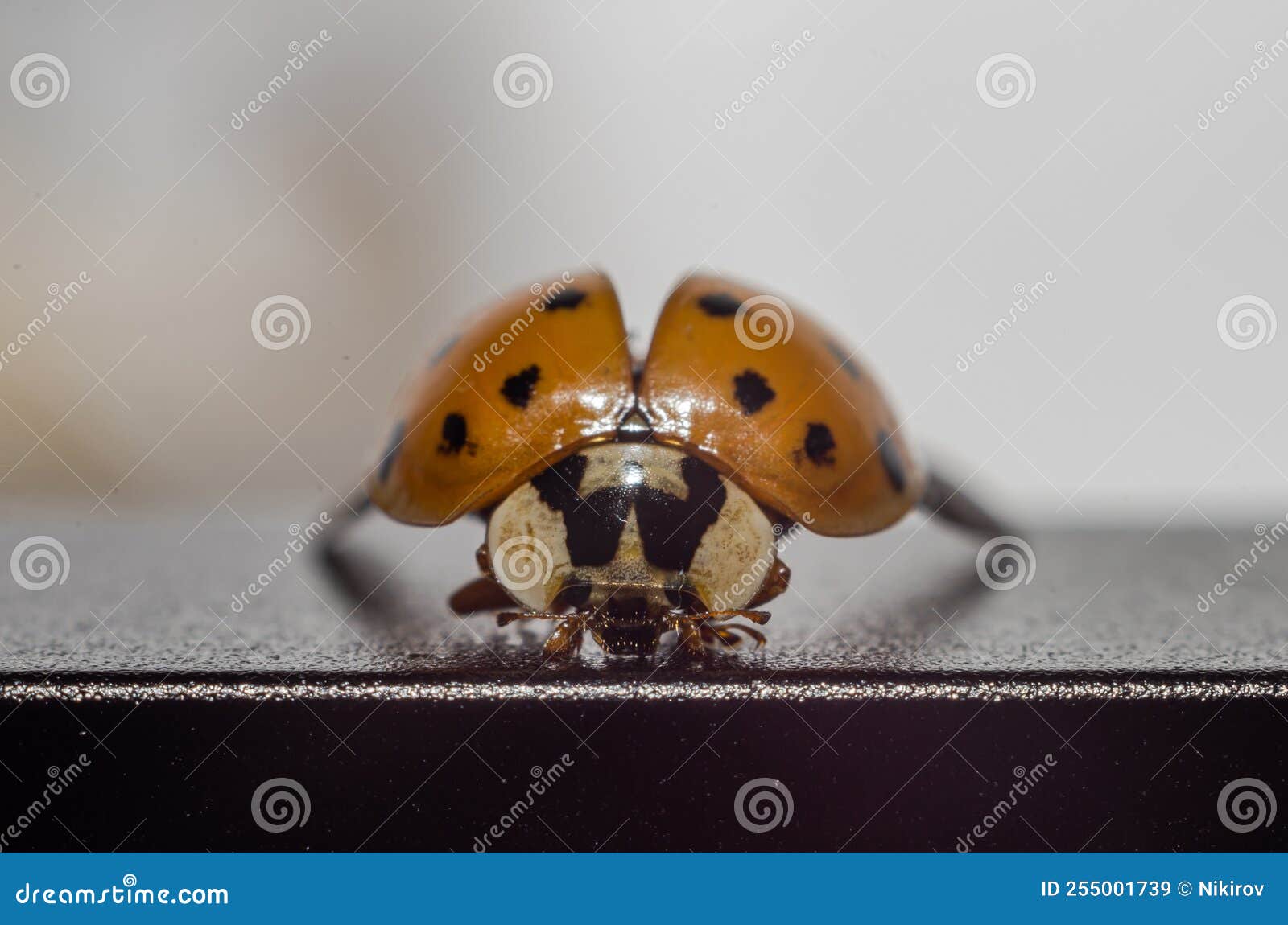 Macro photo of a ladybug stock image. Image of close - 255001739