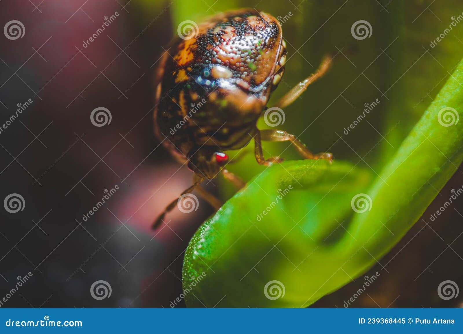 Ladybugs Sleeping on the Grass Stock Image - Image of night, insect ...