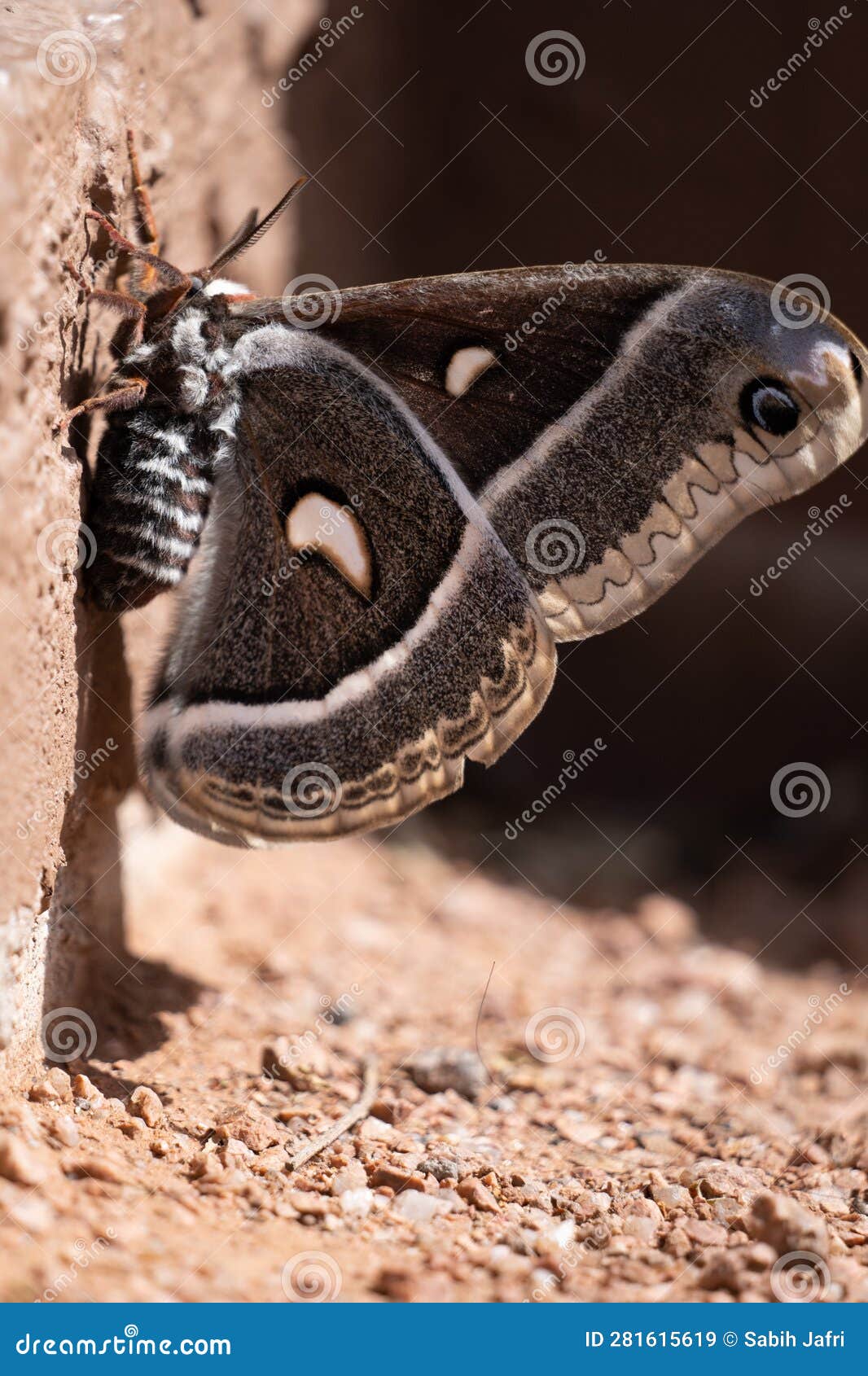 Macro Photo of a Large Moth in the Desert Stock Image - Image of ...