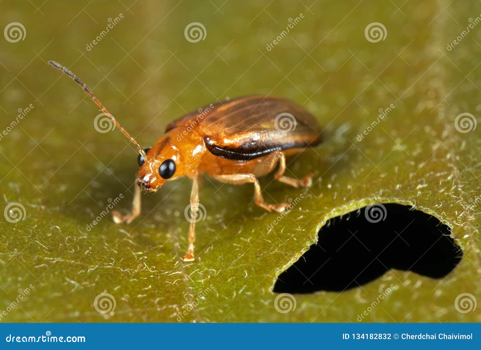 Macro Photo of Little Beetle on Leaf Stock Photo - Image of garden ...