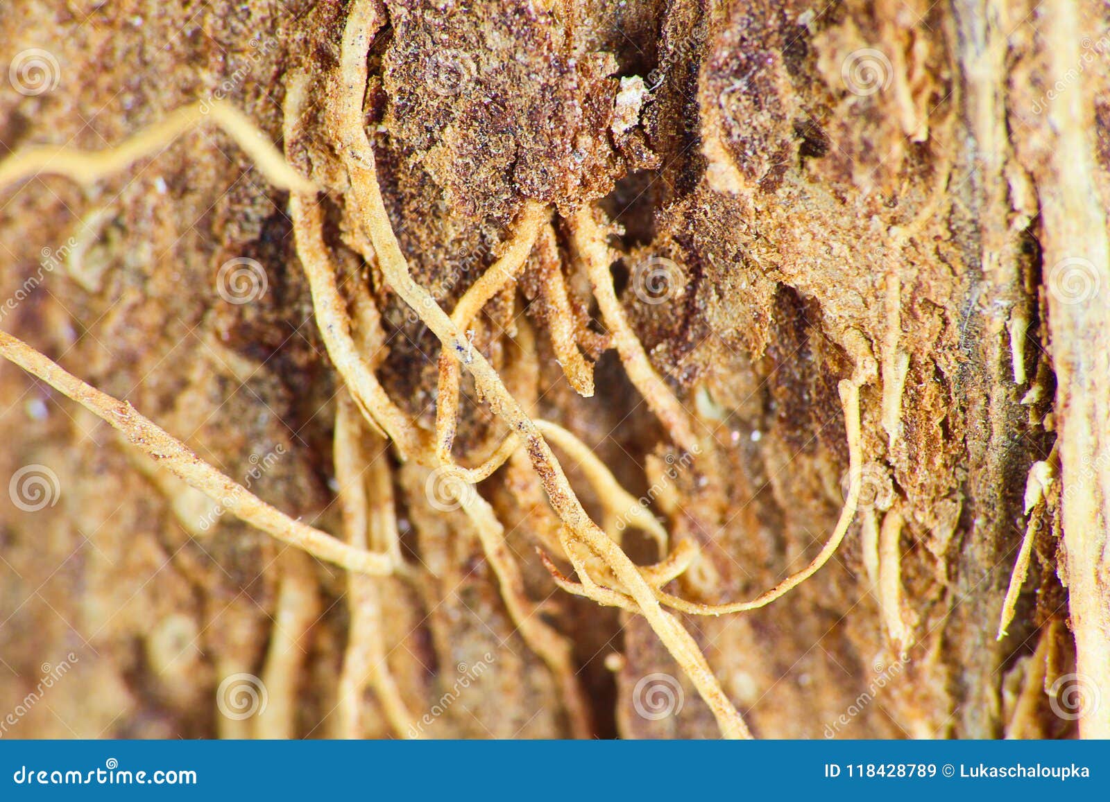 Macro Photo Material Structure of Coconut Shell Stock Image - Image of ...