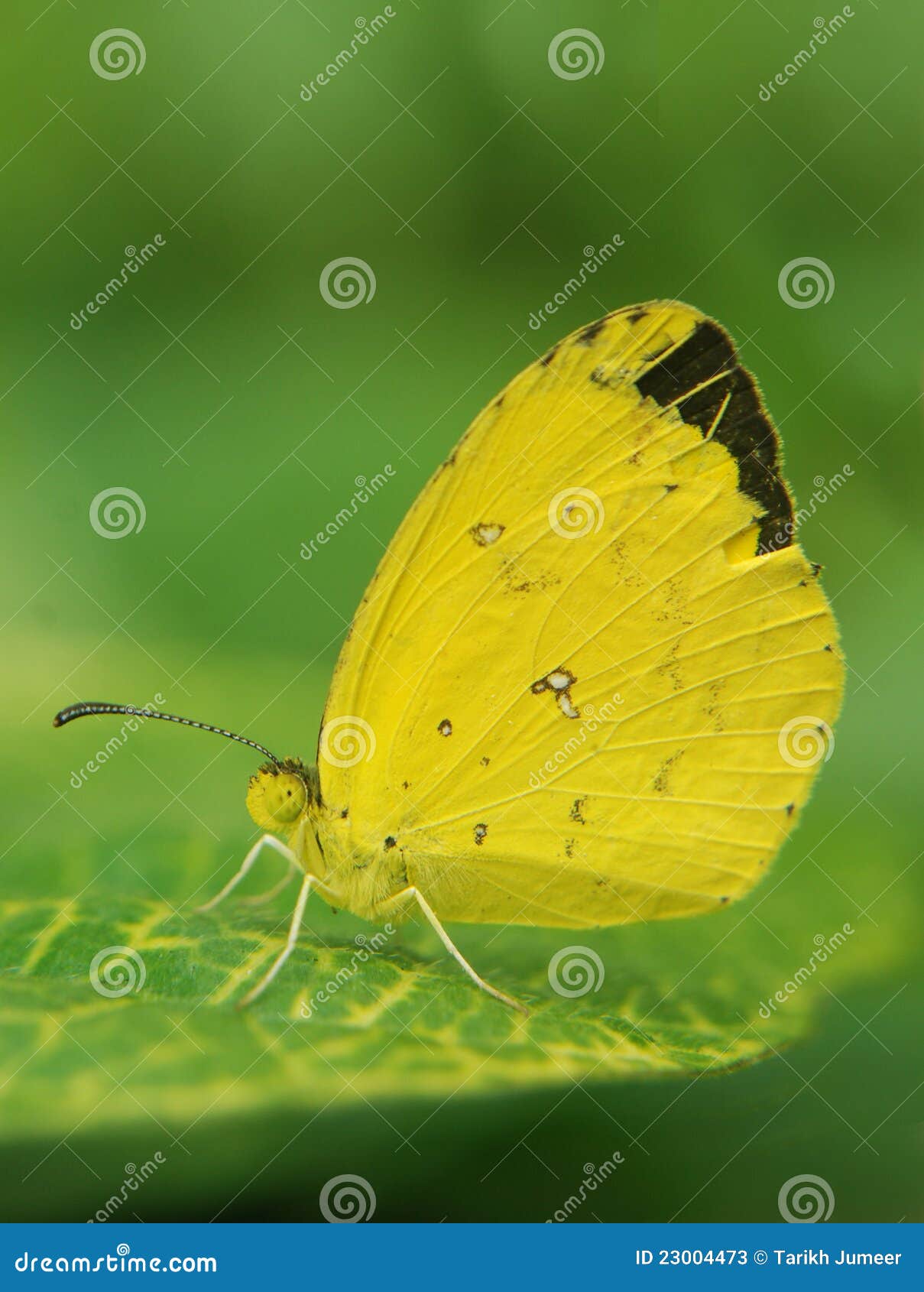 Macro Photo of a Mauritius Yellow Butterfly Stock Image - Image of ...