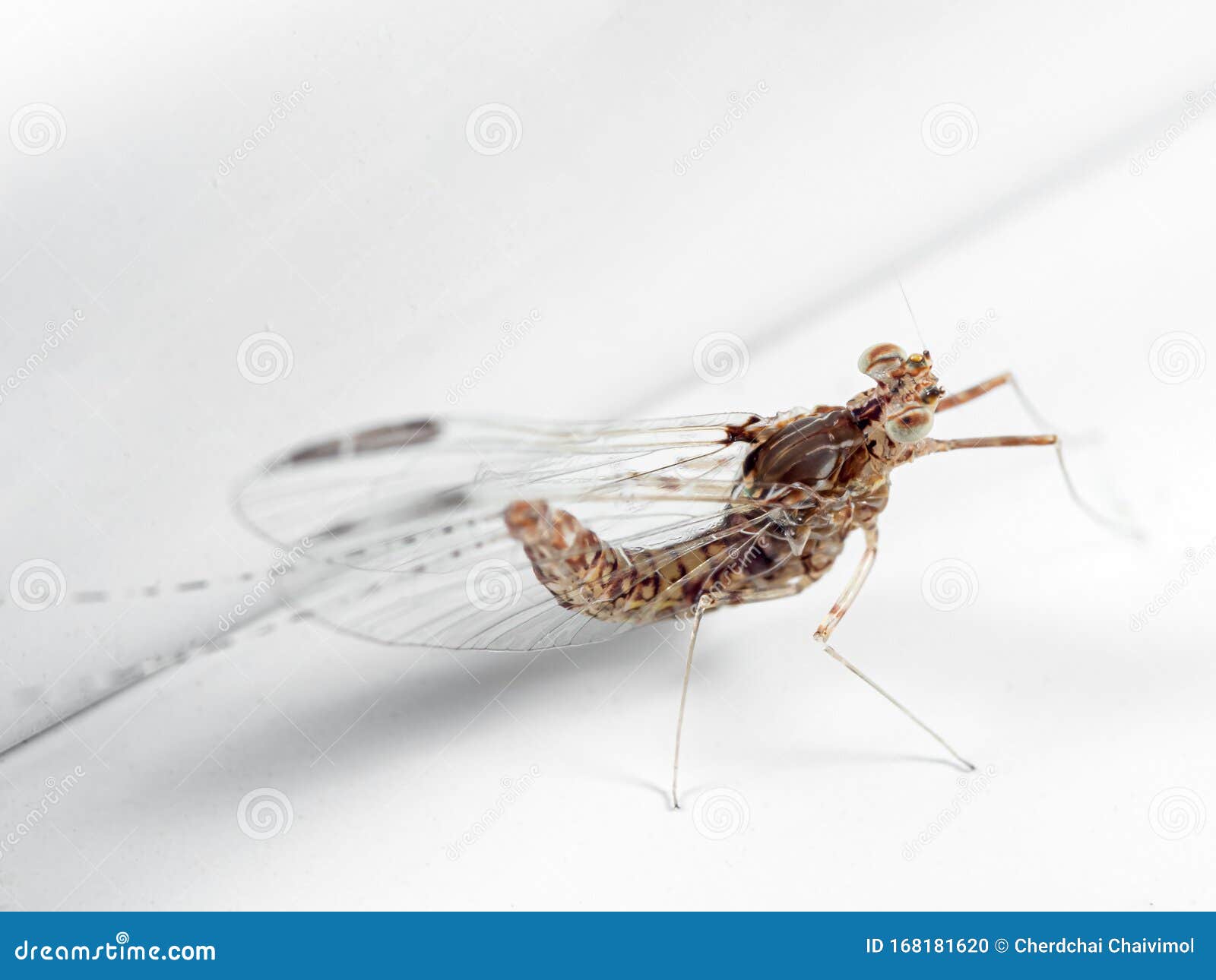 Macro Photo of Mayfly on White Floor Stock Photo - Image of antennae ...