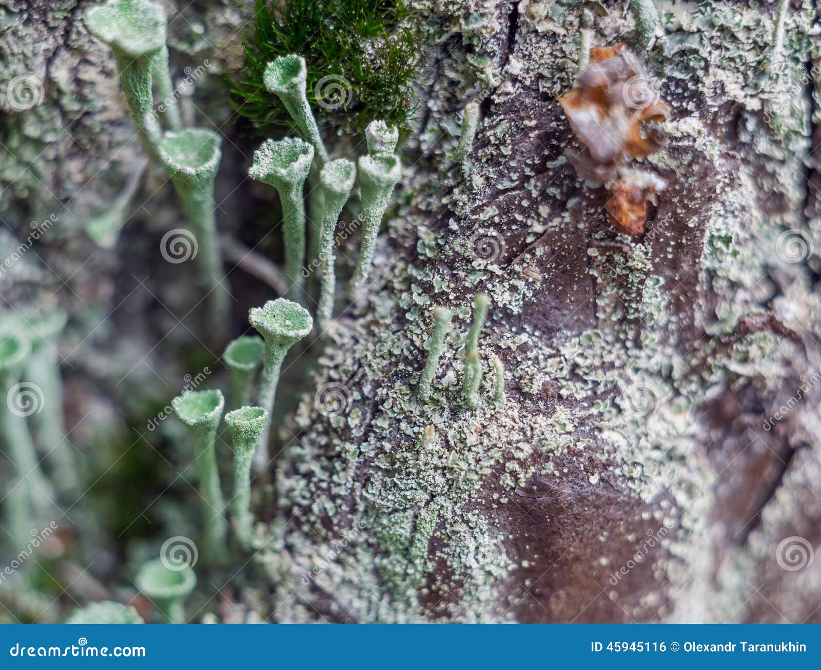 Macro Photo of Micro Mushrooms Stock Photo - Image of plant, autumn ...