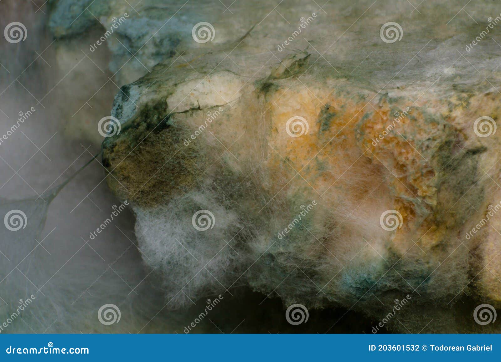 Macro Photo of Mold Fungus on the Surface of a Bread Stock Photo ...