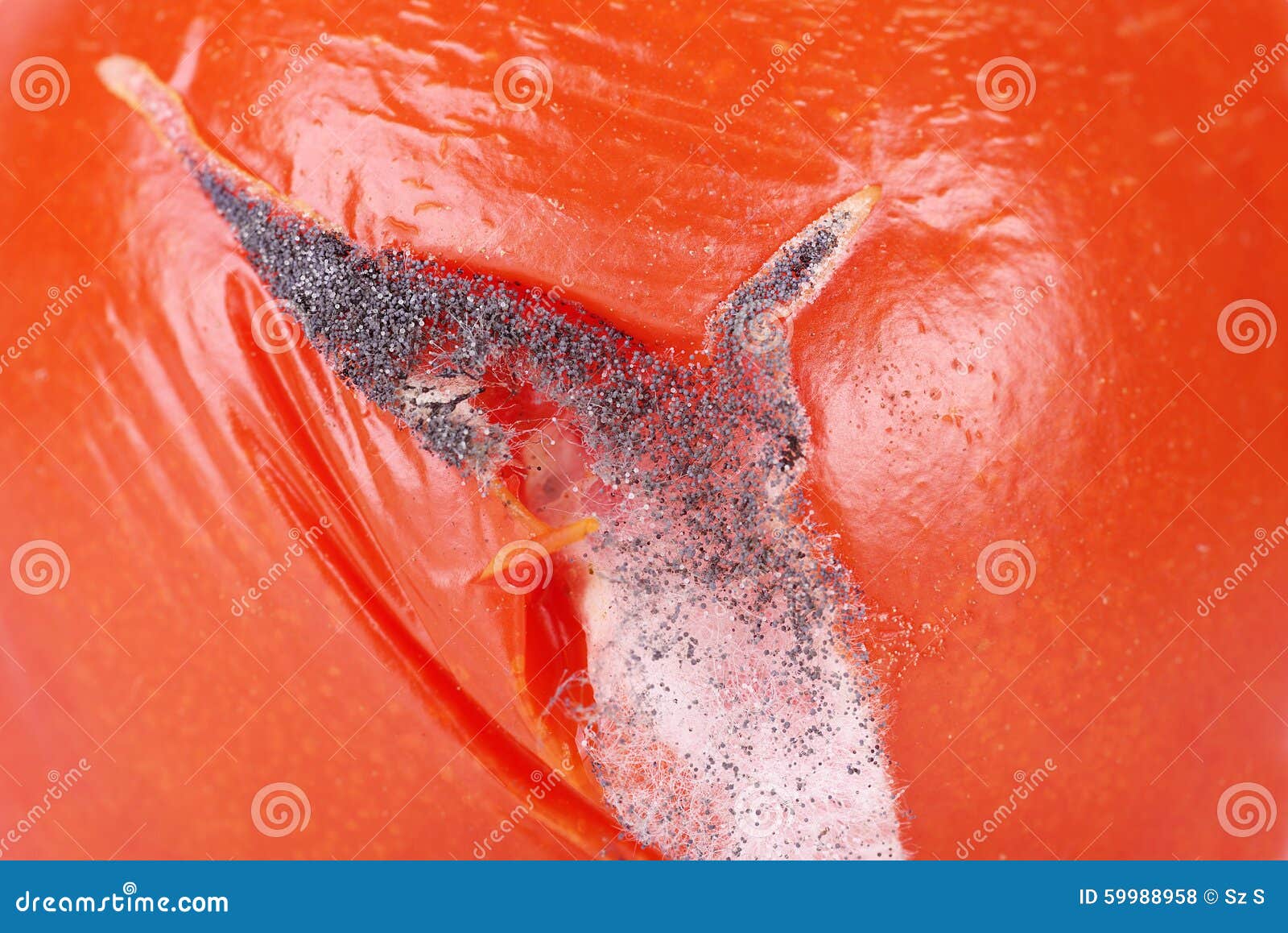 Old Moldy Tomato, Unhealthy And Disgusting Vegtable Royalty-Free Stock ...