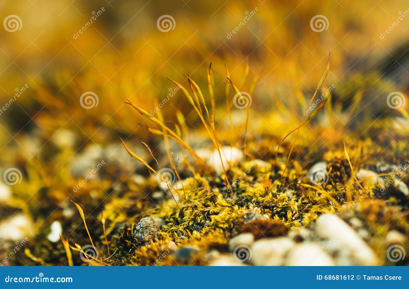 Macro Photo of Moss in the Forest Stock Photo - Image of amazing ...