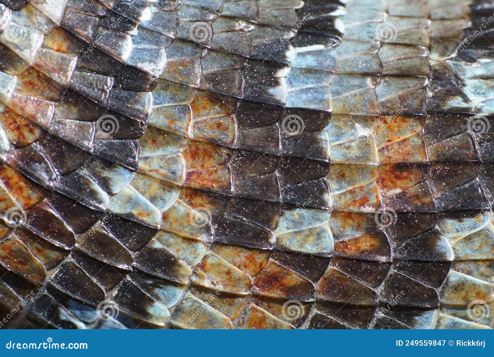Macro Photo of Multicolored Scales of Lizard. Stock Image - Image of ...