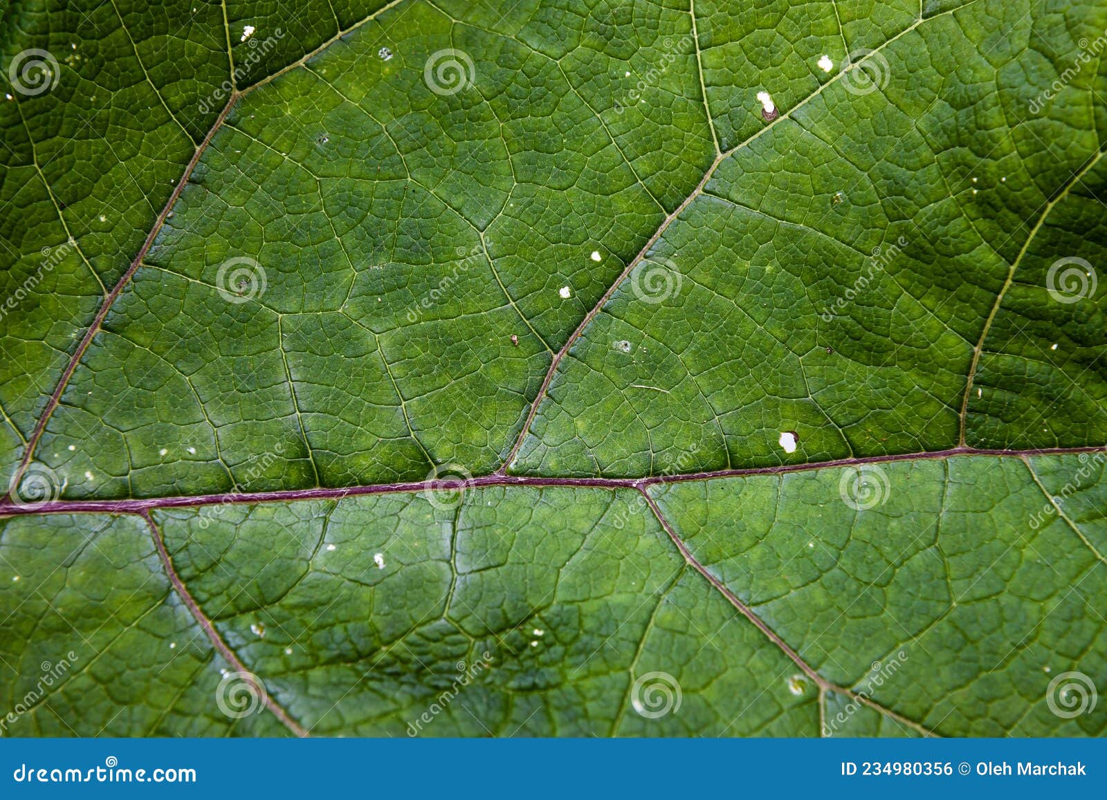 Macro Photo of Natural Green Leaf Pattern Stock Photo - Image of ...