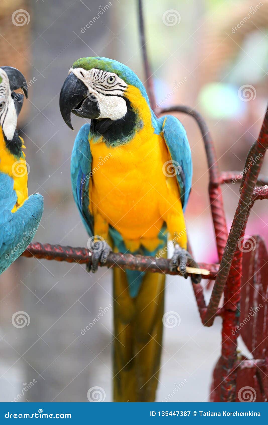 Macro Photo of Nature Blue Macaw Parrots Stock Image - Image of macro ...