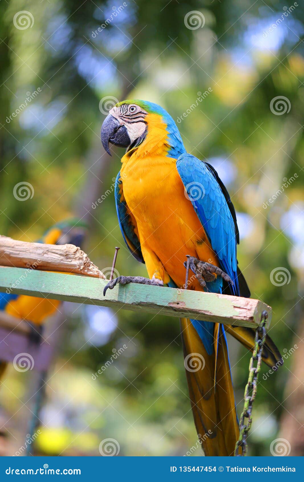 Macro Photo of Nature Blue Macaw Parrots Stock Photo - Image of bird ...