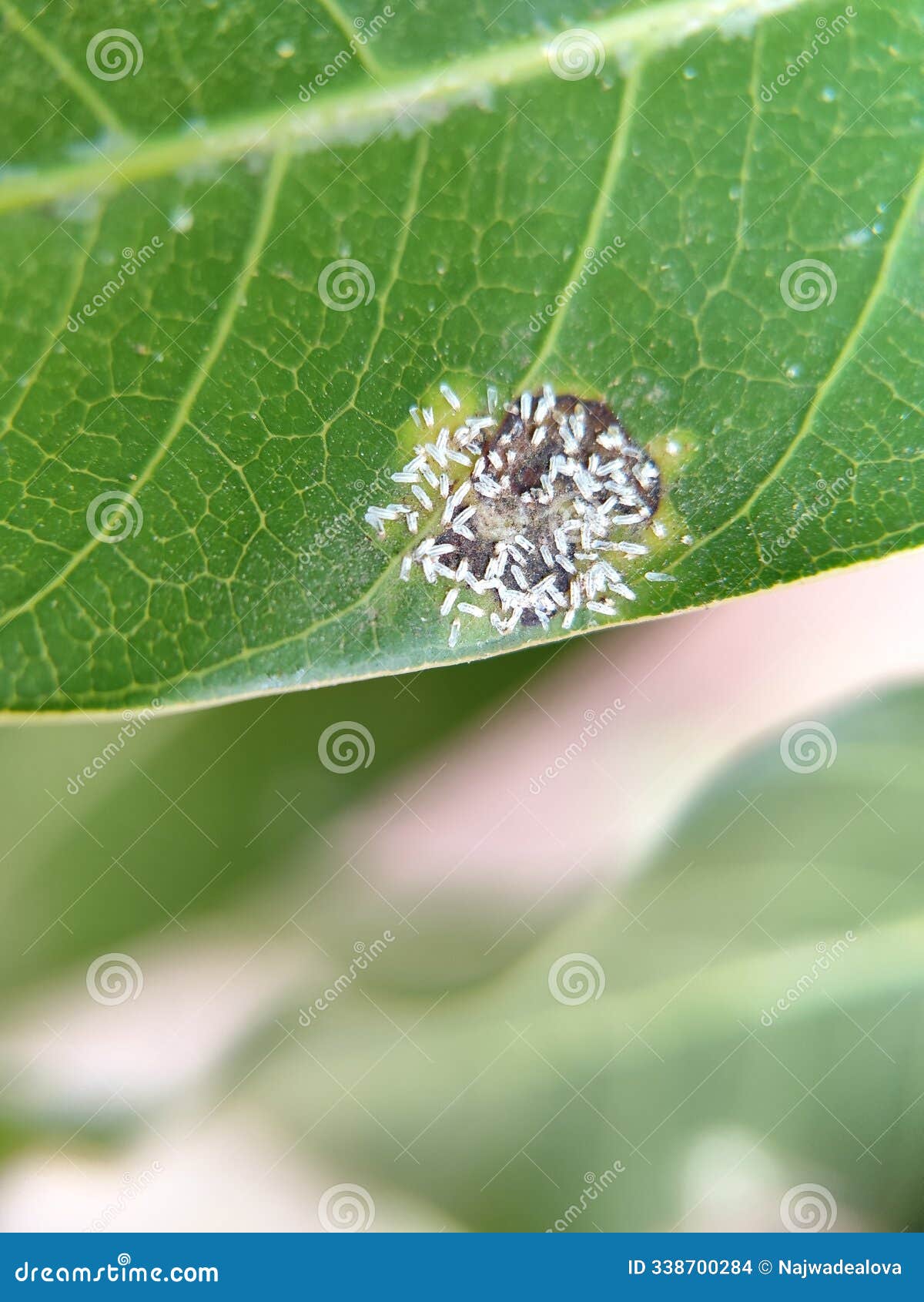 Macro Photo with the Object of a Group of Parasites Called Pseudococcus ...