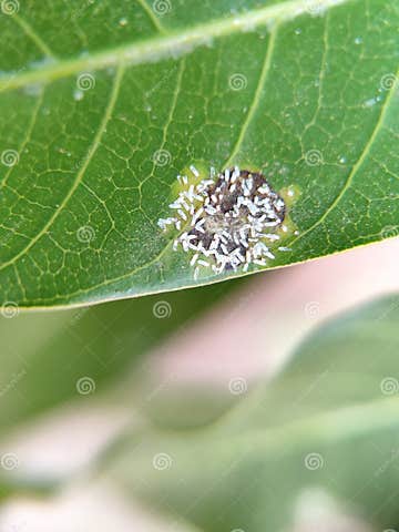 Macro Photo with the Object of a Group of Parasites Called Pseudococcus ...