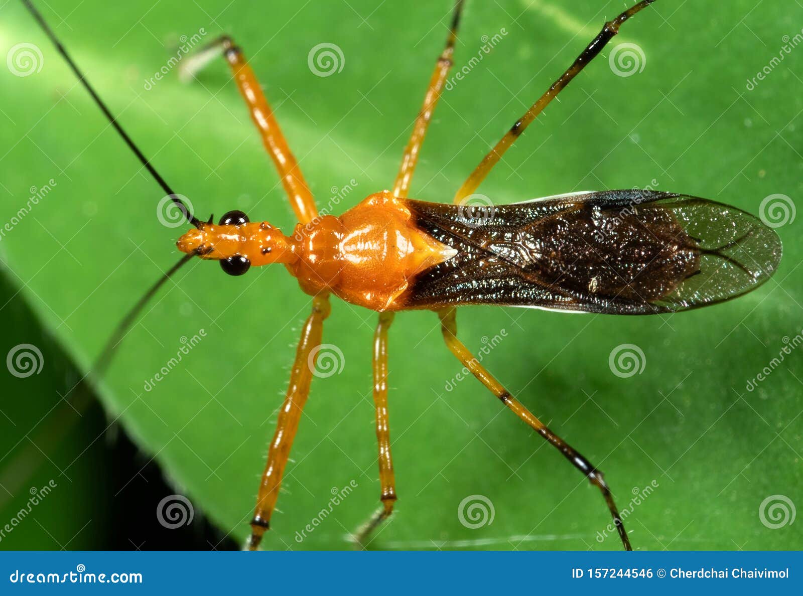 Orange Assassin Bug Royalty-Free Stock Photography | CartoonDealer.com ...