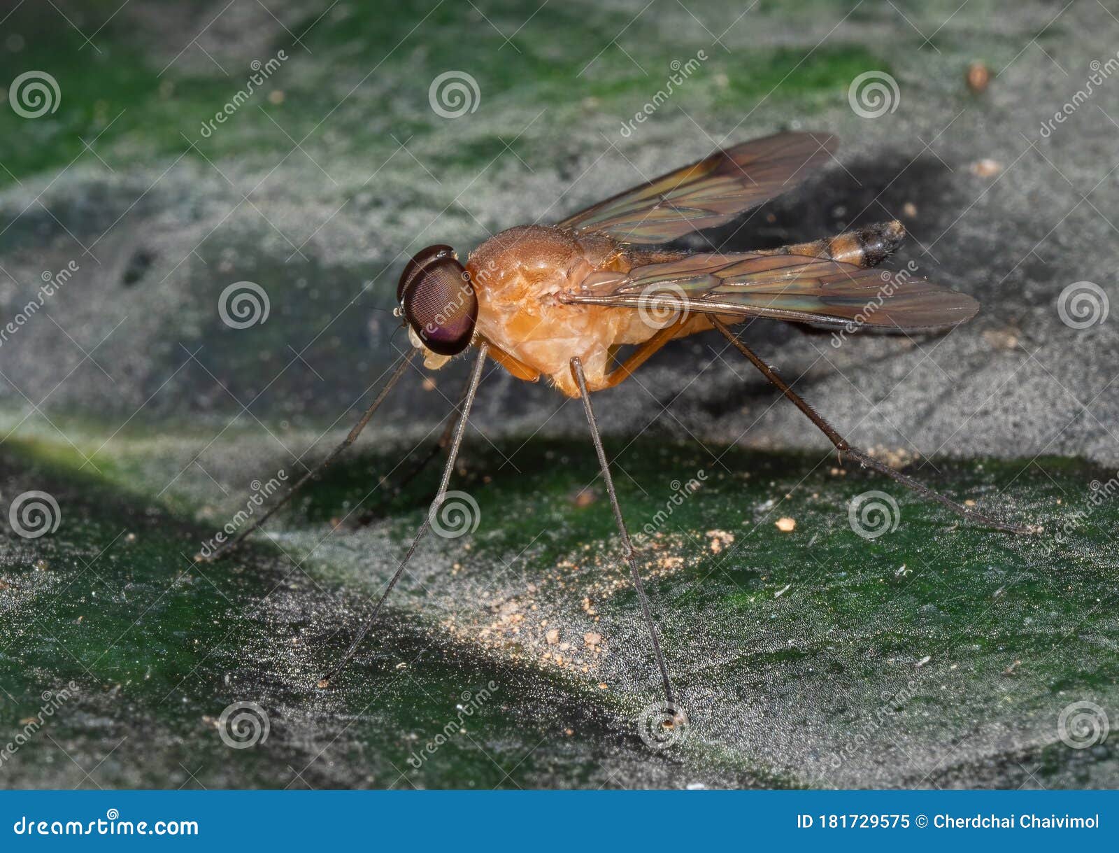 Macro Photo of Orange Robber Fly on Green Leaf Stock Image - Image of ...
