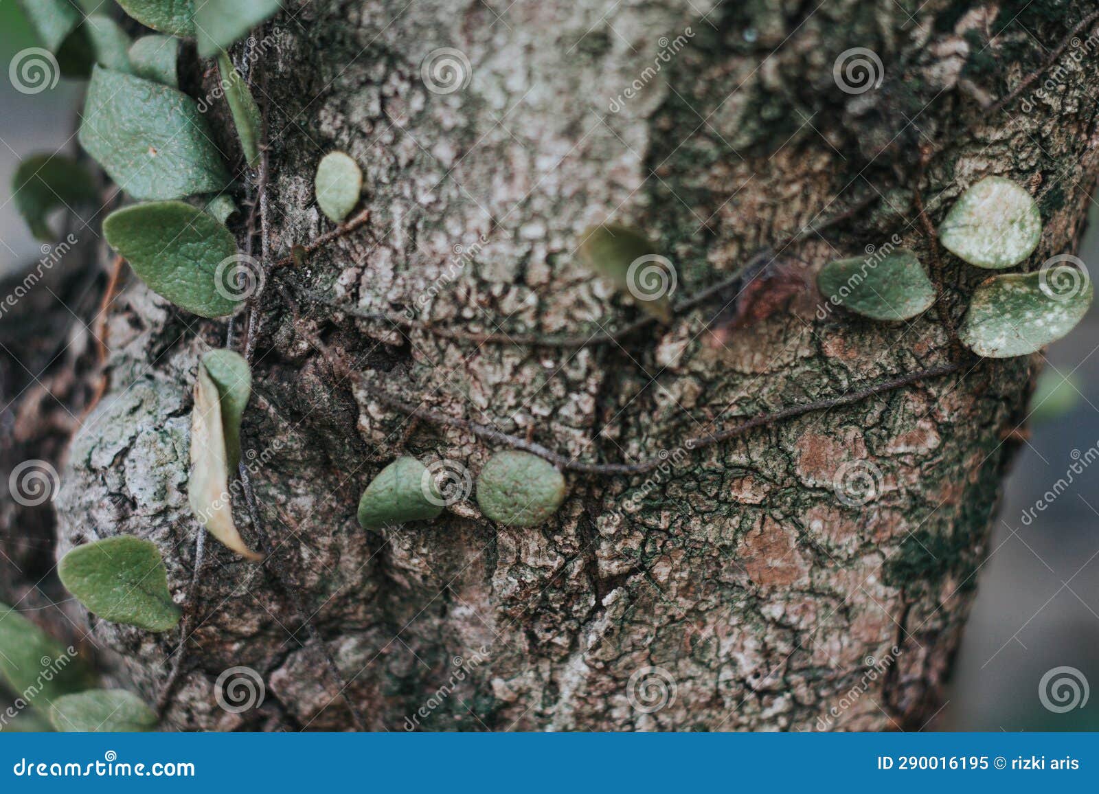 Macro Photo of Parasitic Plants Creeping on Tree Bark Stock Image ...