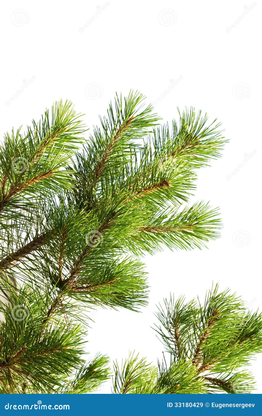 Macro Photo of Pine Tree Branch Isolated Stock Image - Image of ...
