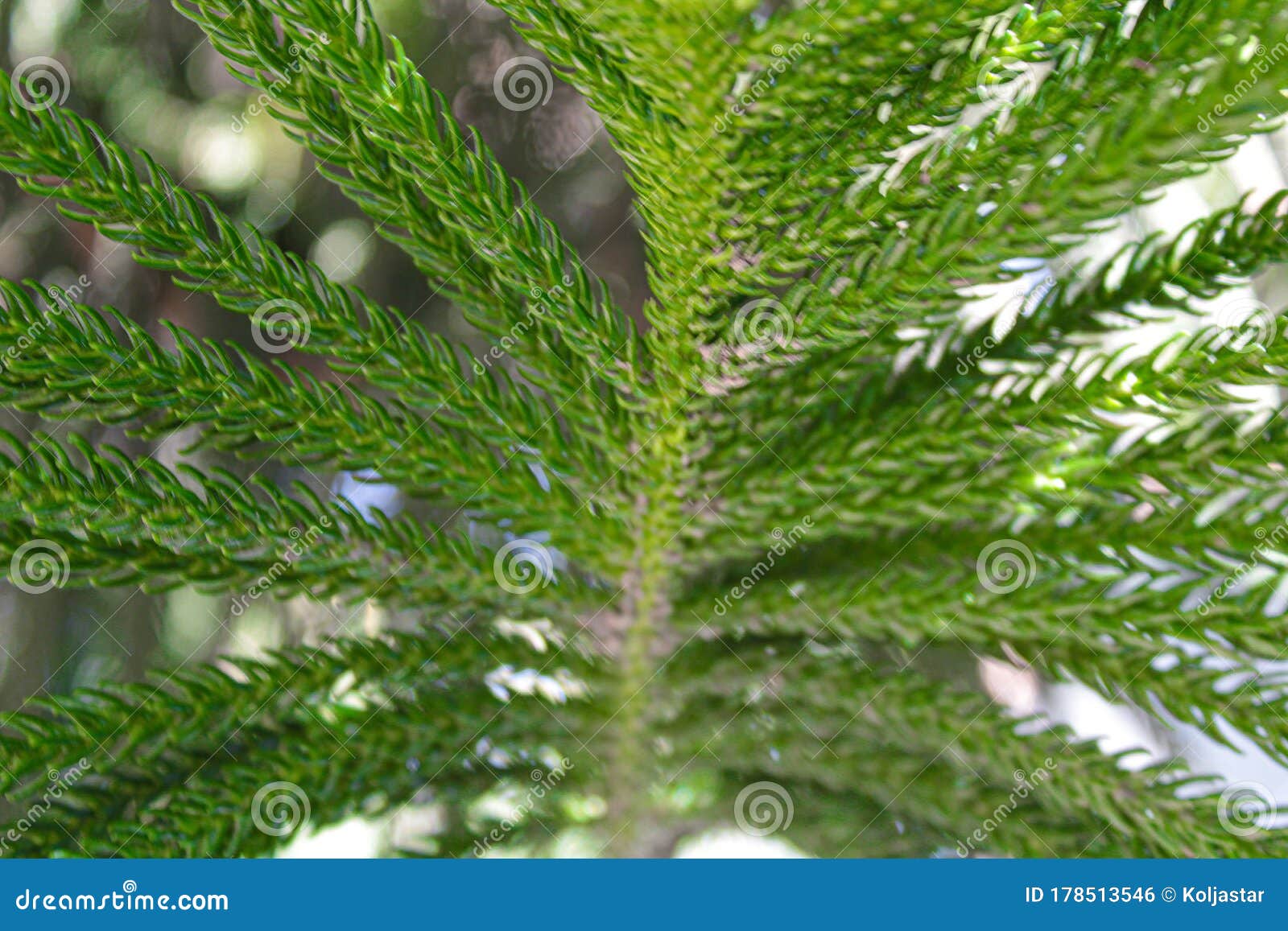 Pine Tree Leaf Closeup stock photo. Image of macrophotography - 178513546