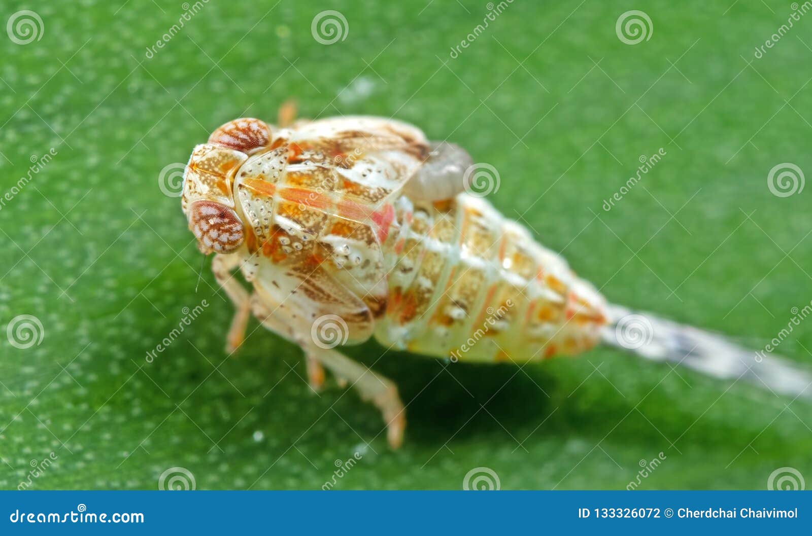 Macro Photo of Planthopper on Green Leaf Stock Photo - Image of ...