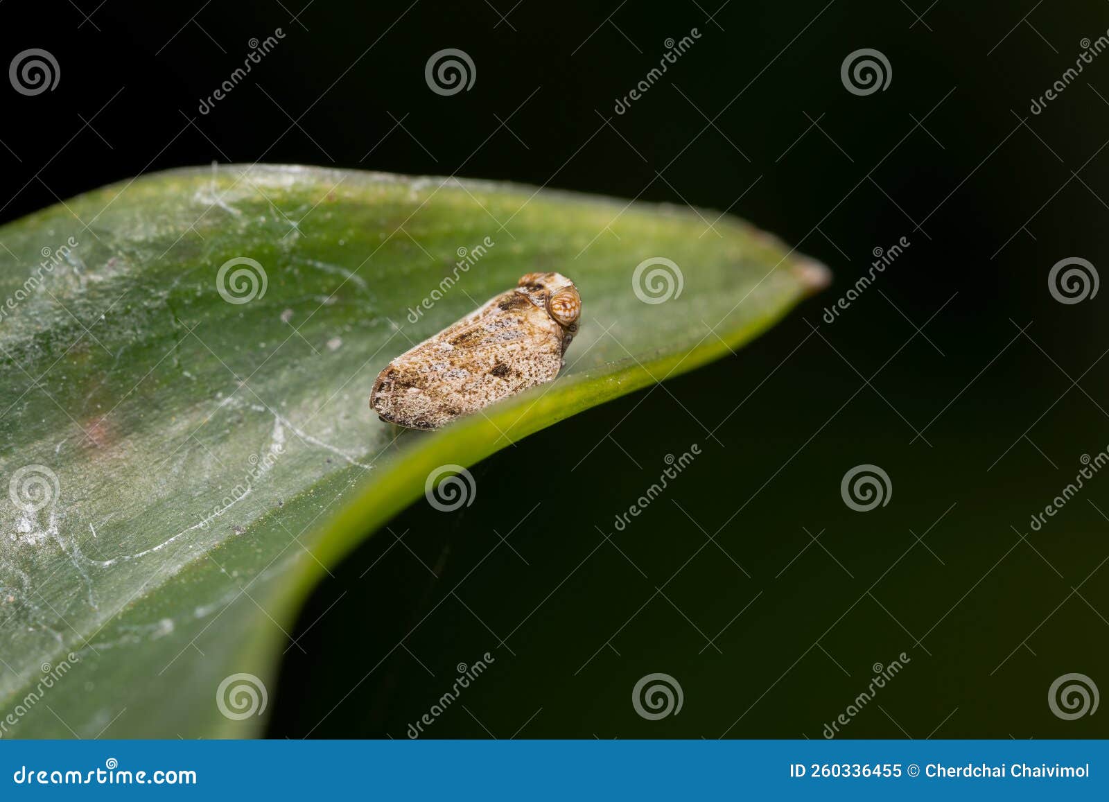 Macro Photo of Planthopper on Green Leaf Stock Image - Image of cute ...
