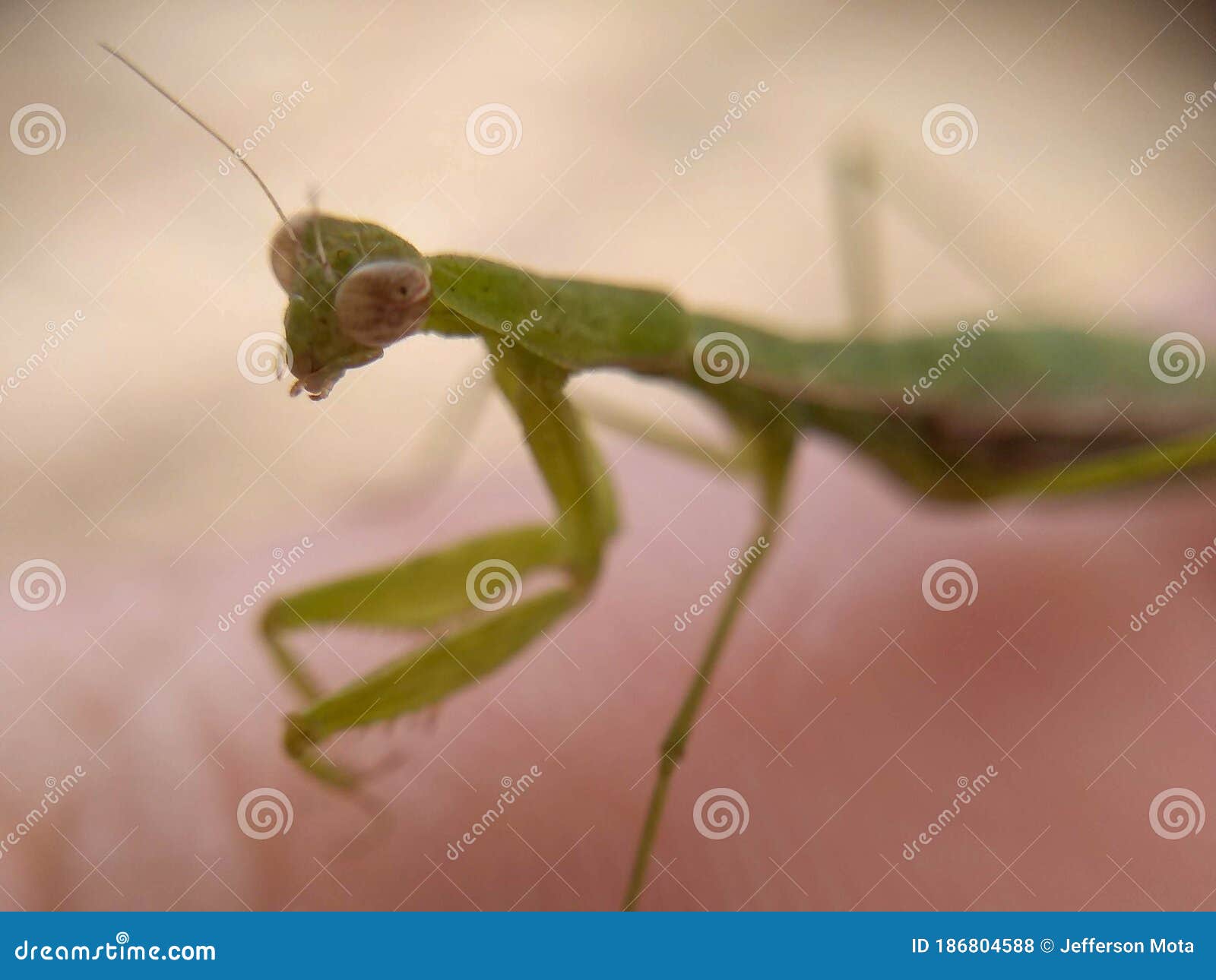 A Macro Photo of a Praying Mantis Stock Photo - Image of nature, mantis ...