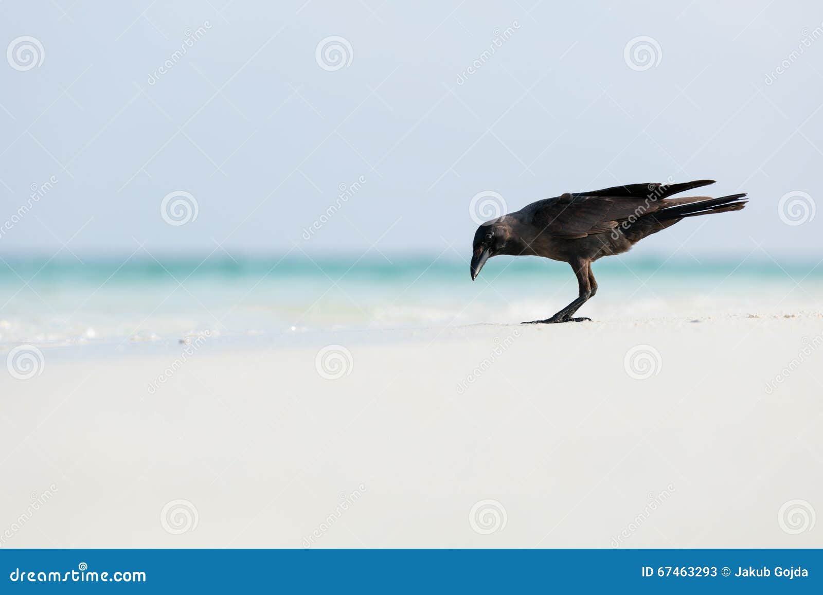 Macro Photo Raven Beach Stock Photos - Free & Royalty-Free Stock Photos ...