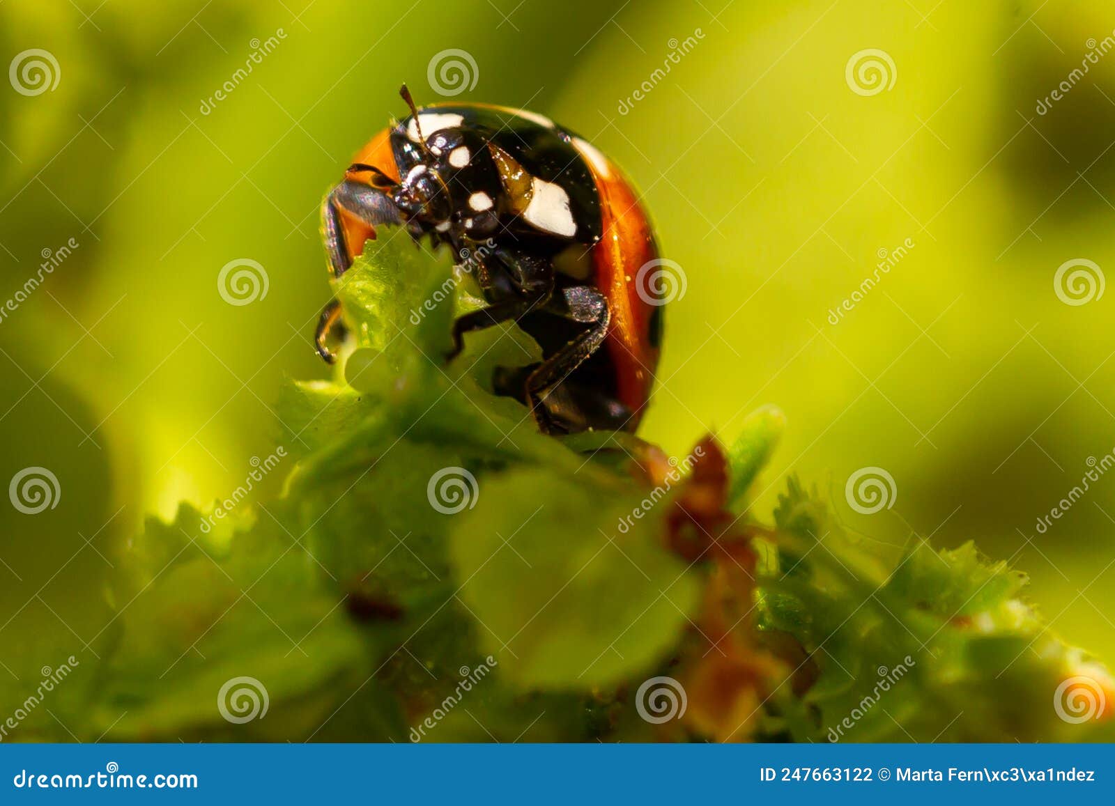 Macro Photo of a Red and Black Ladybug Perched on a Tree Branch ...