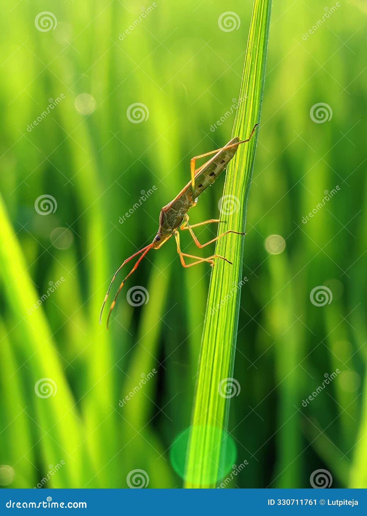 Macro Photo of Rice Insects Blur Black Stock Image - Image of insects ...