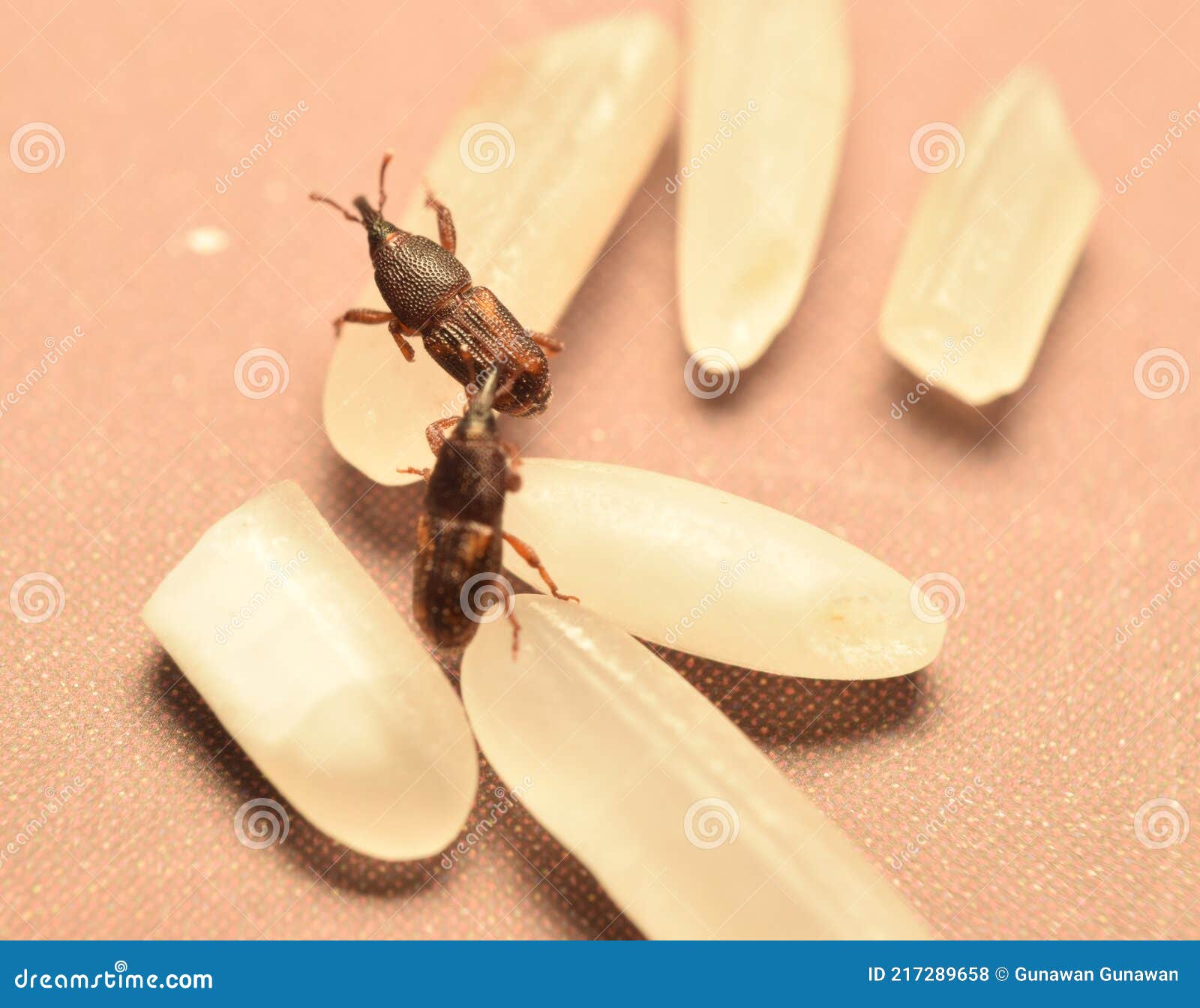 The Rice Weevil Sitophilus Oryzae A Stored Product Pest On Damaged ...