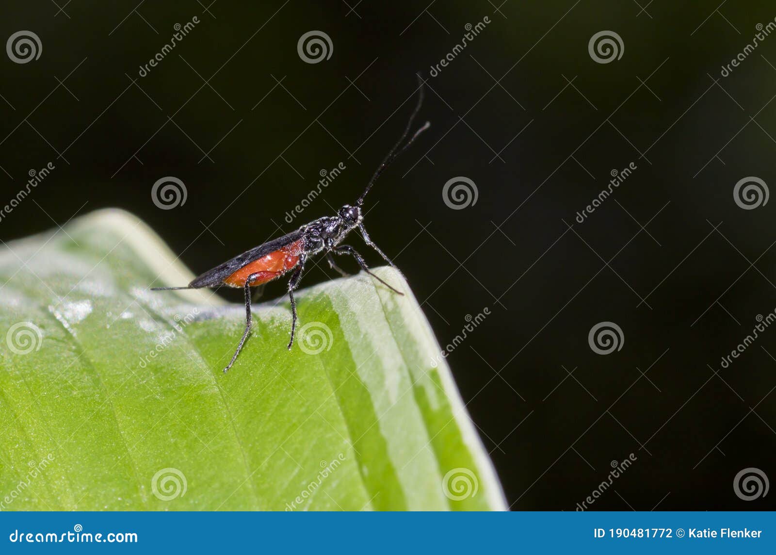 Sawfly on leaf closeup stock photo. Image of hosta, insect - 190481772