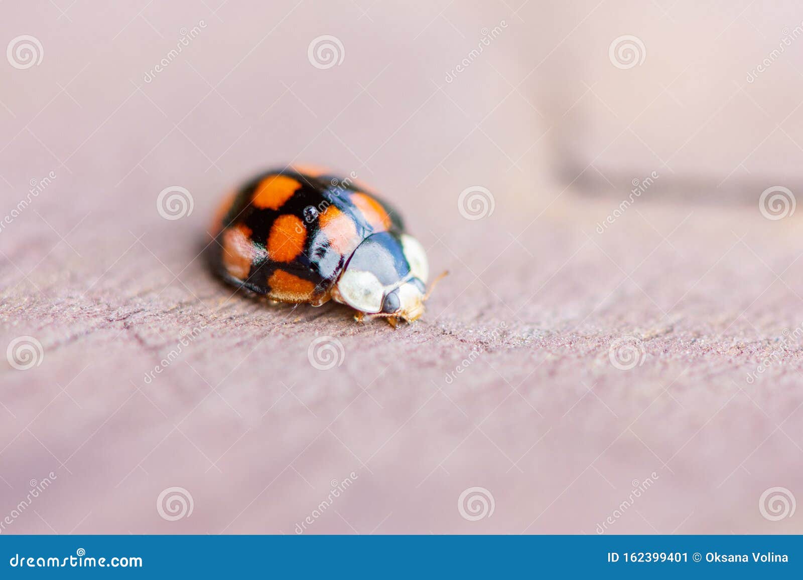 Macro Photo of a Small Beautiful Insect Ladybug in Summer Stock Image ...