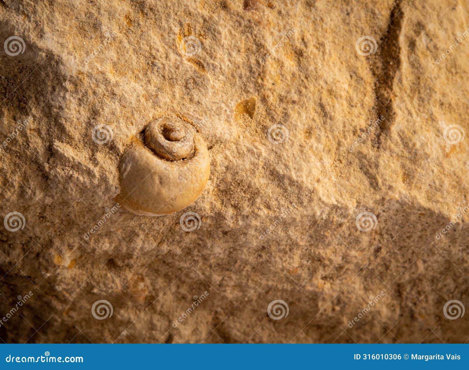 Macro Photo Small Fossilized Shell in Limestone Stock Photo - Image of ...