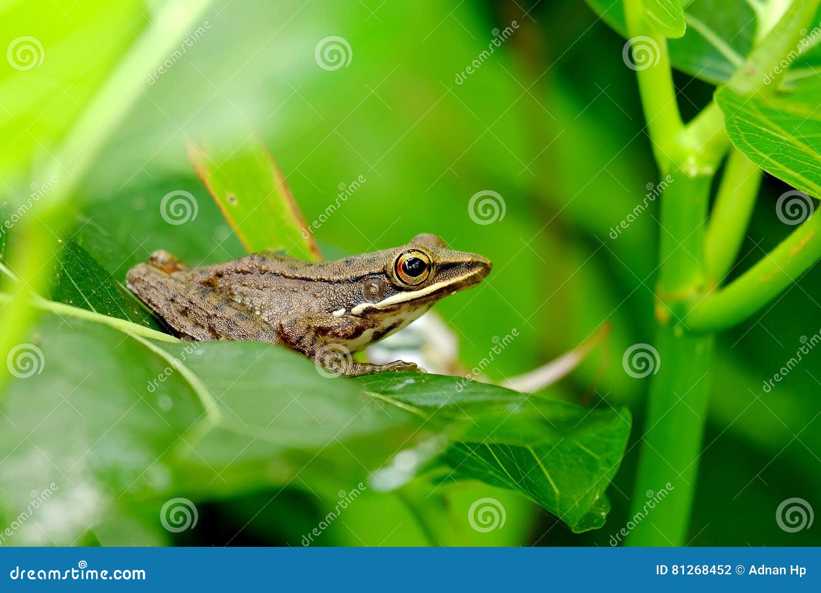 Macro Photo of Small Frog Relaxing Stock Photo - Image of nocturnal ...