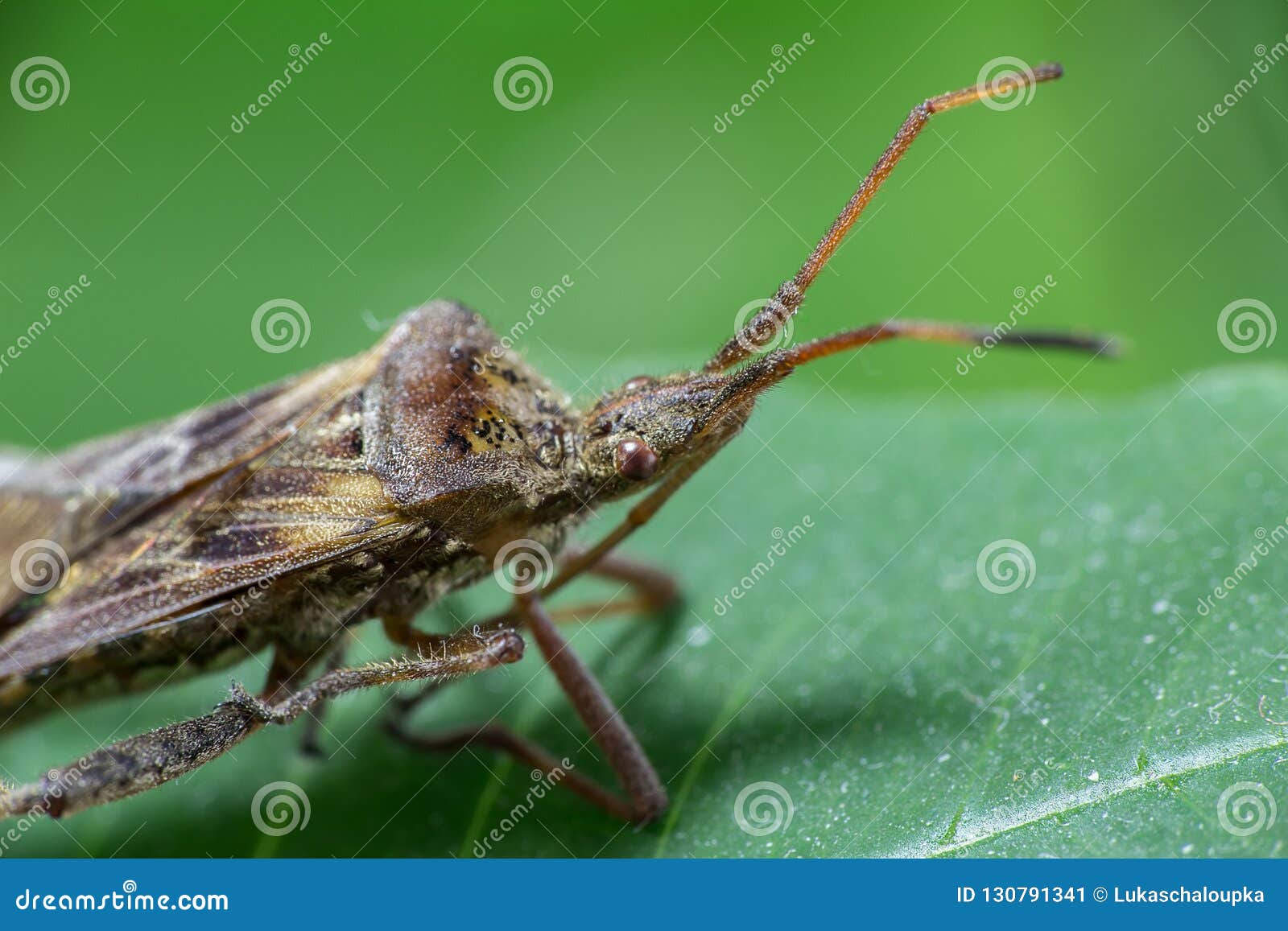 Macro Photo of Small Insect on Green Leave Stock Image - Image of ...