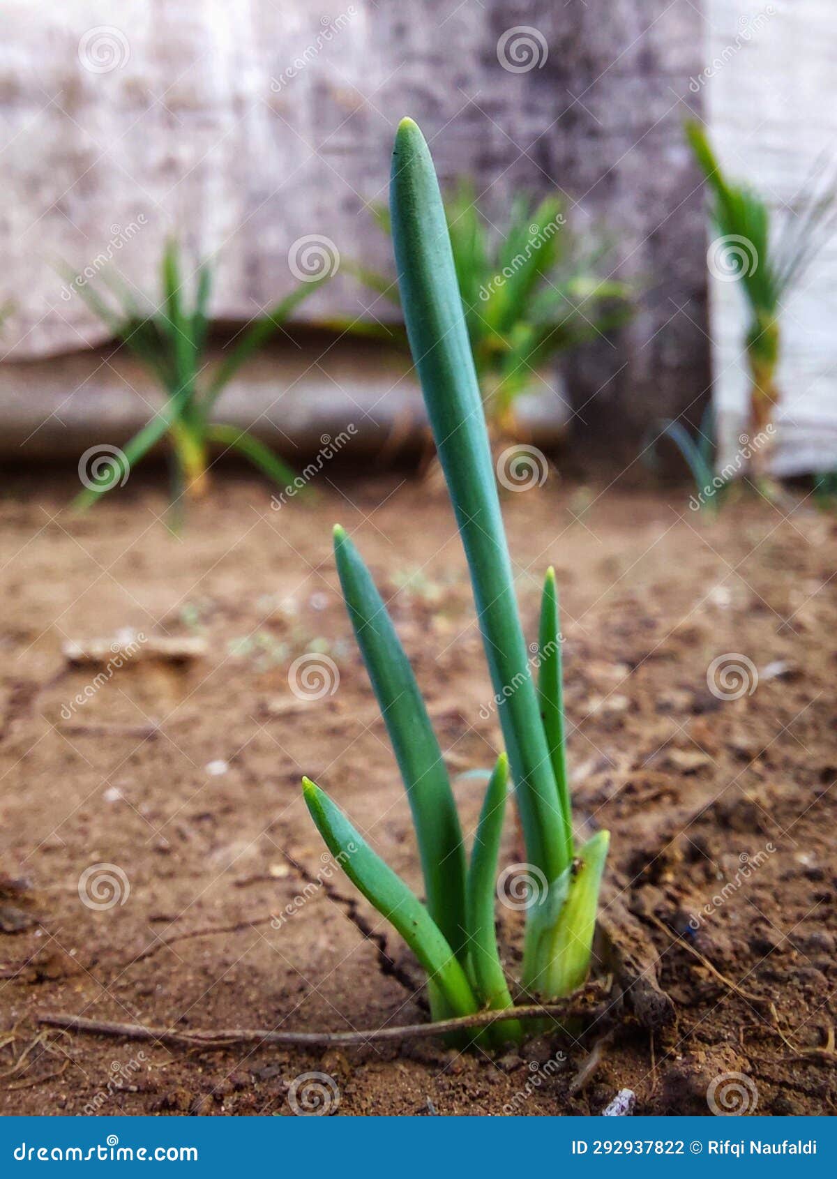 Macro Photo of a Small Leek Plant Stock Photo - Image of macro, small ...