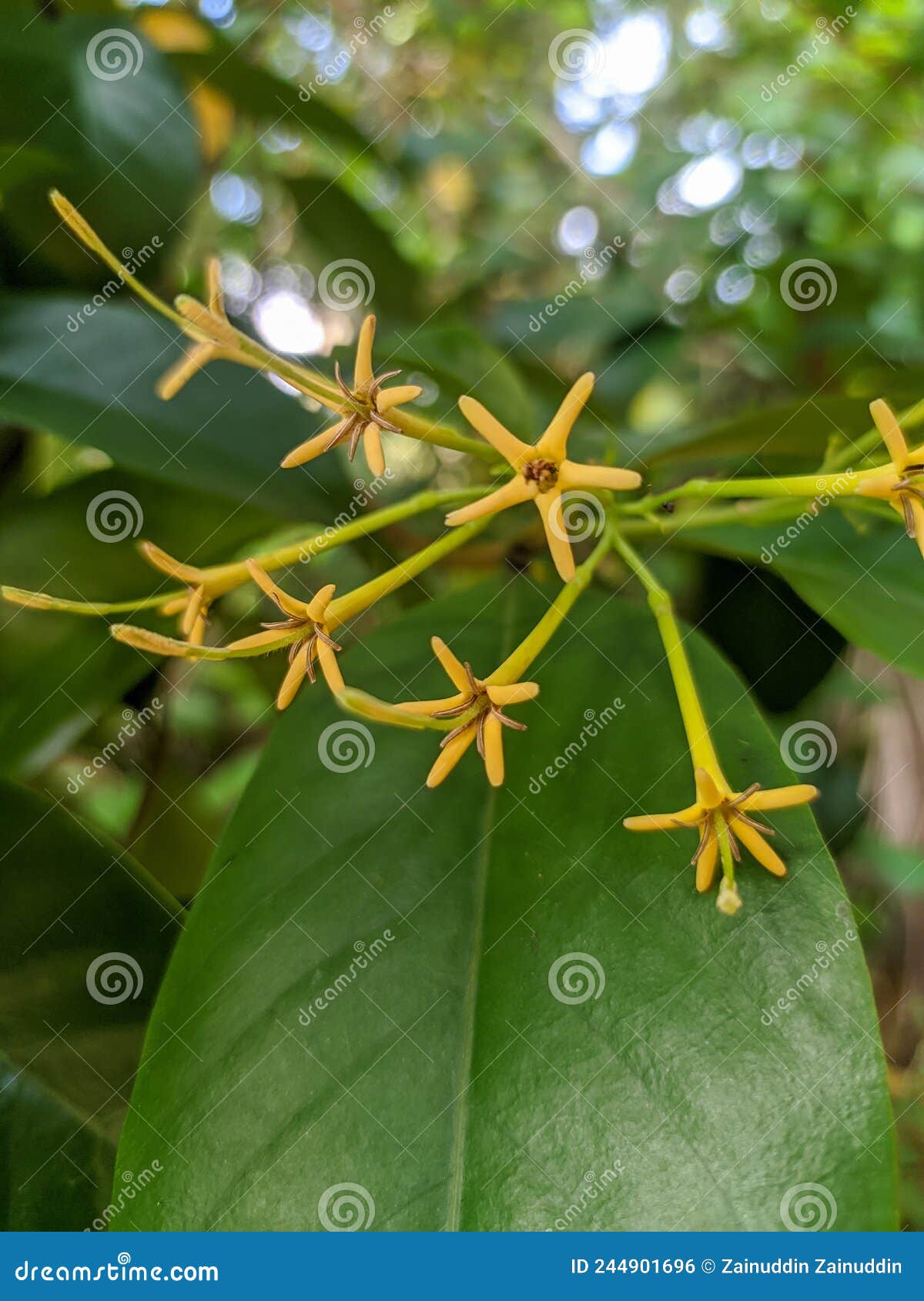 Macro Photo of Small Yellow Star Flower Stock Photo - Image of yellow ...