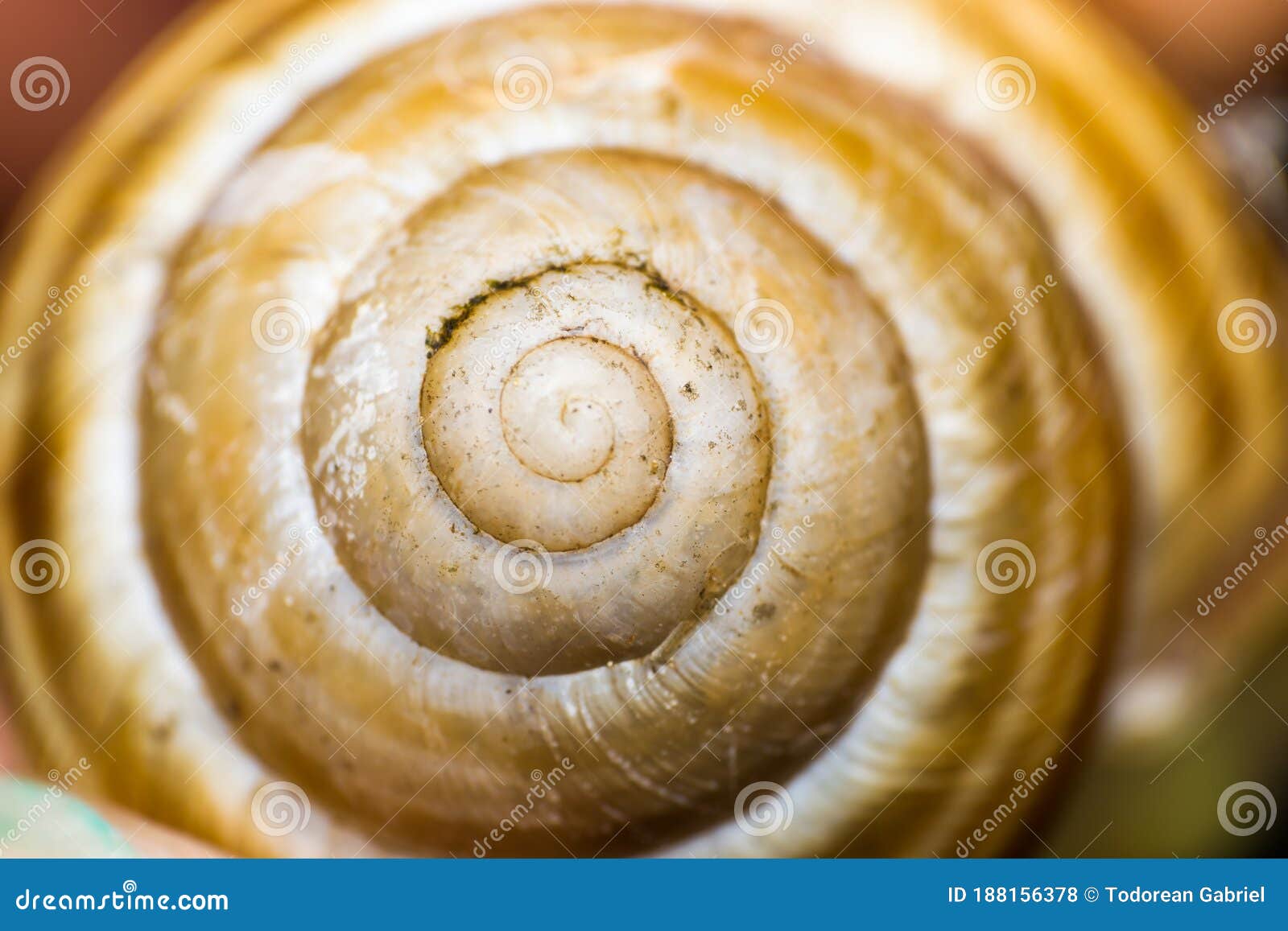 Macro Photo of a Snail Shell Stock Photo - Image of macro, shell: 188156378