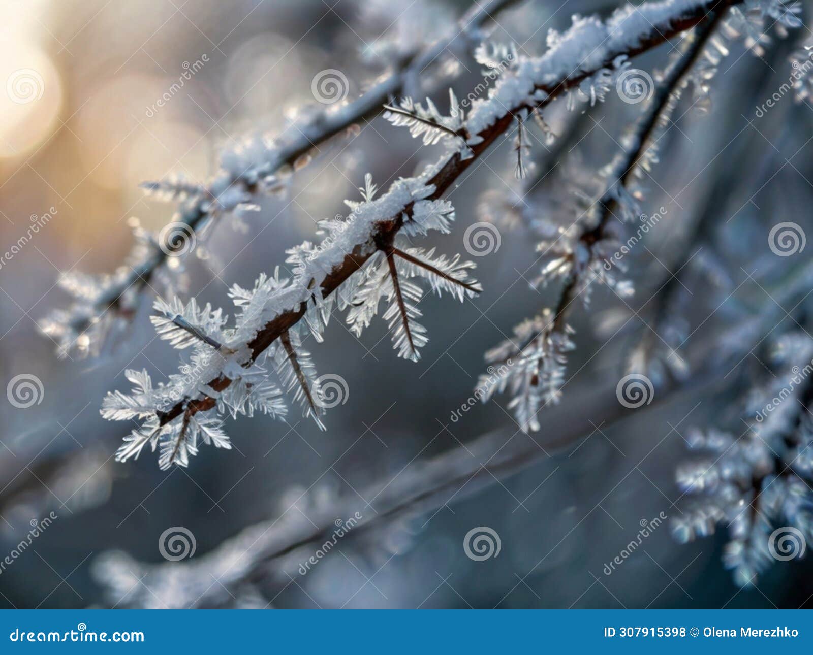 Macro Photo of Snowflakes on Tree Branches. Stock Illustration ...