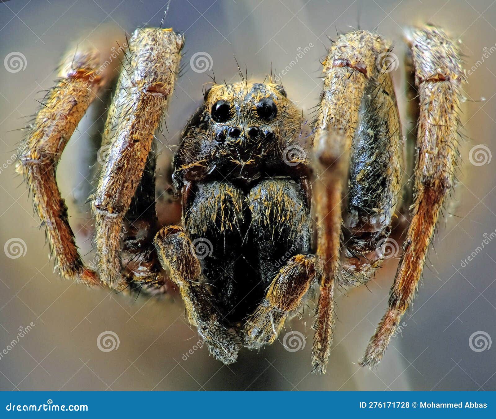 Macro Photo of a Spider Head Stock Photo - Image of iraq, front: 276171728