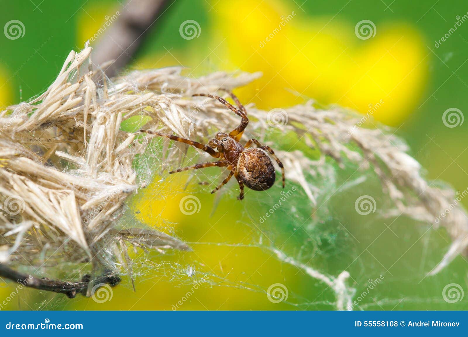 Macro Photo spinner stock photo. Image of eyes, spinner - 55558108