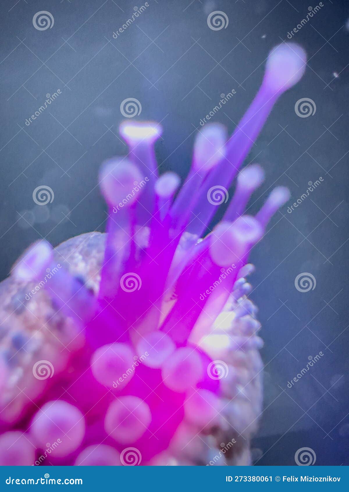 Macro Photo of a Starfish Tentacles Glowing Neon Underwater Stock Image ...