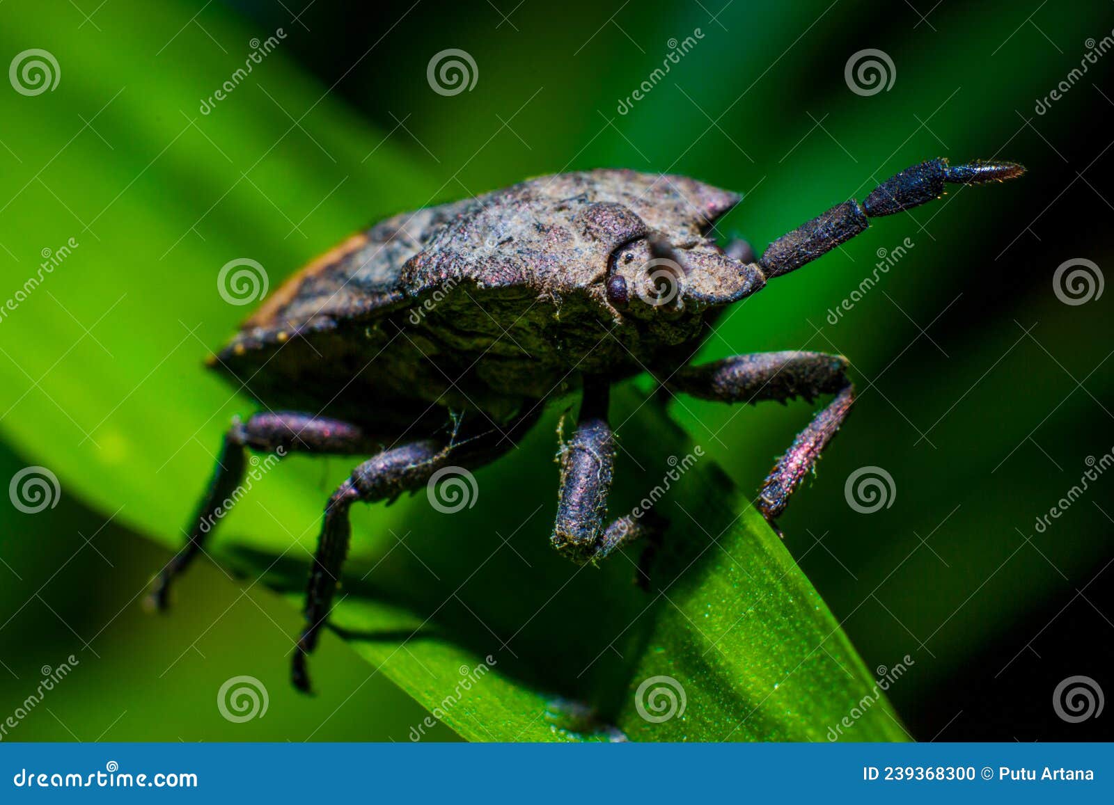 Stinky Bug Sleeping on the Grass Stock Photo - Image of weevil ...