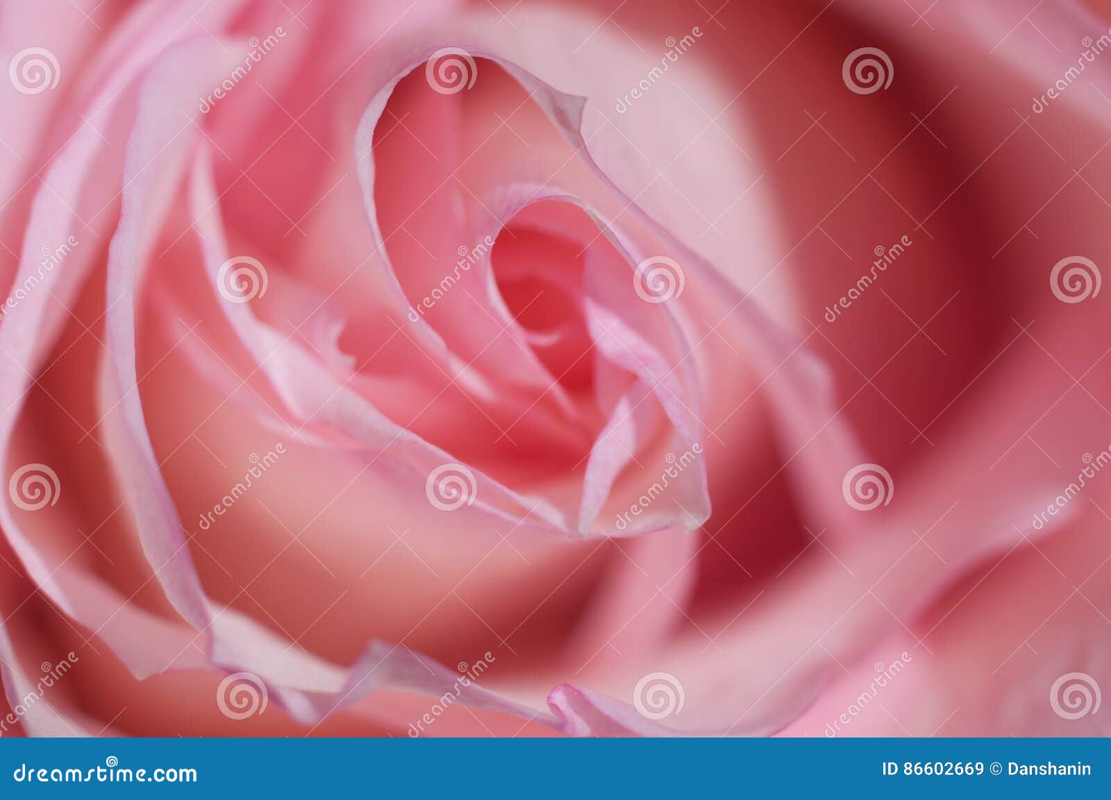 Macro Photo of Sweet Pink Rose. Soft Image, Selective Focus. Romantic ...